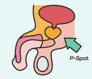 The Male “P Spot” & Role in Sexual Health & Pleasure - Empowering Intimacy™